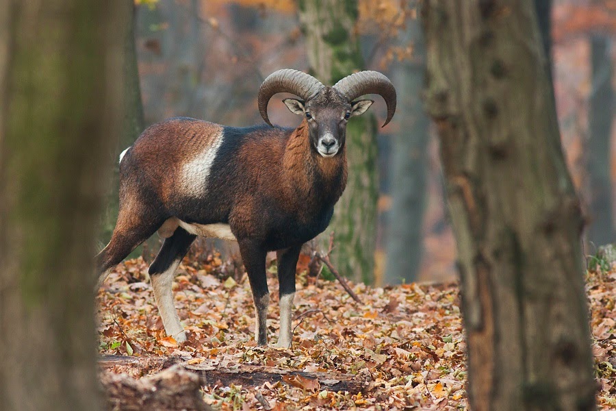 MYSLIVOST: POČÁTEK ŘÍJE MUFLONA