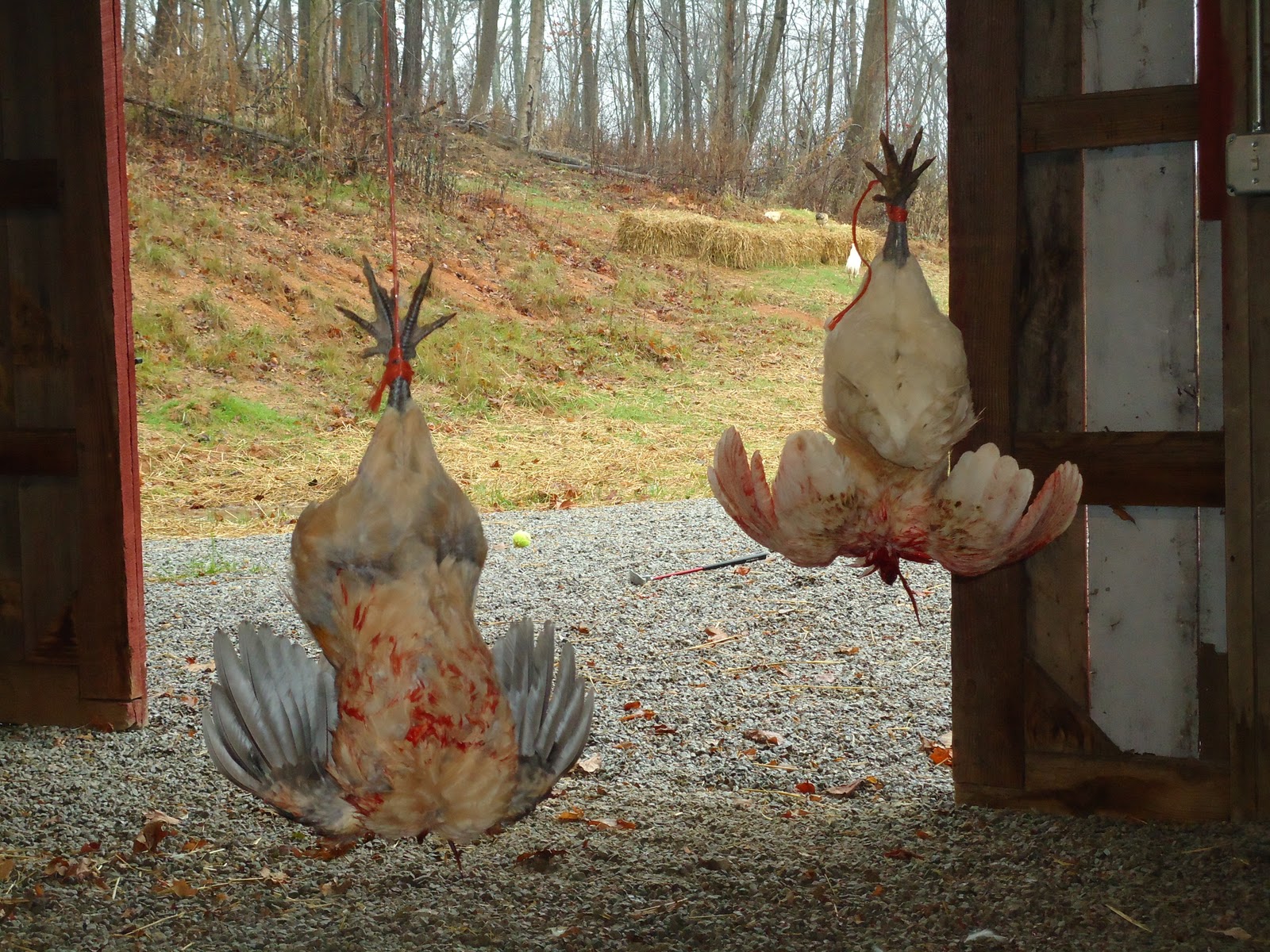 Narrow Path Farm: CHICKEN SLAUGHTER!!!!!!!!!!!!!!!!!!!!!!!!