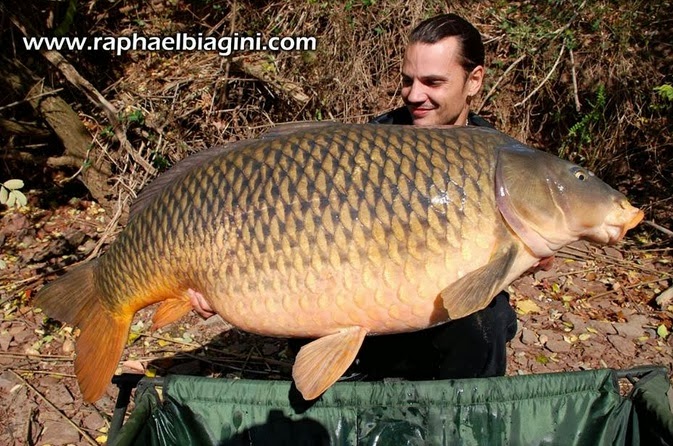 New American common carp record at 24,7 kg