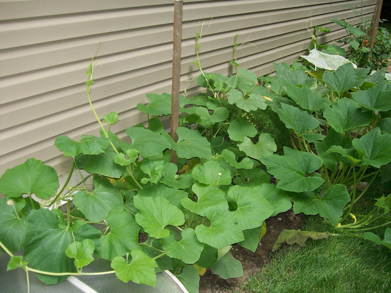 shiatoshi: Snake Gourd Seeds Germination ,Growing ,Care, Use and its ...