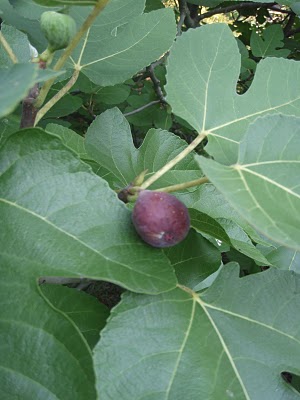 Gardens Inspired: Grow a Fig Tree in your Midwest Landscape