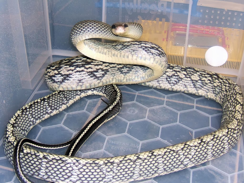 The Vietnamese Blue Beauty snake blog: How to tame a Vietnamese Blue ...