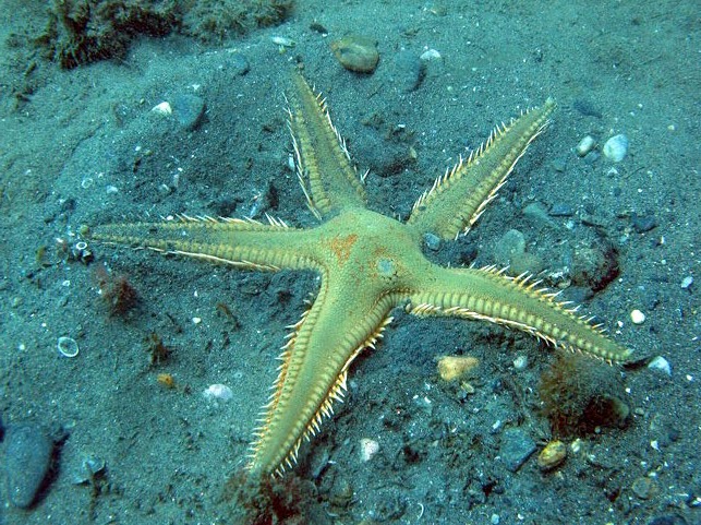 Taxonomía invertebrados no artrópodos: Phylum Echinodermata