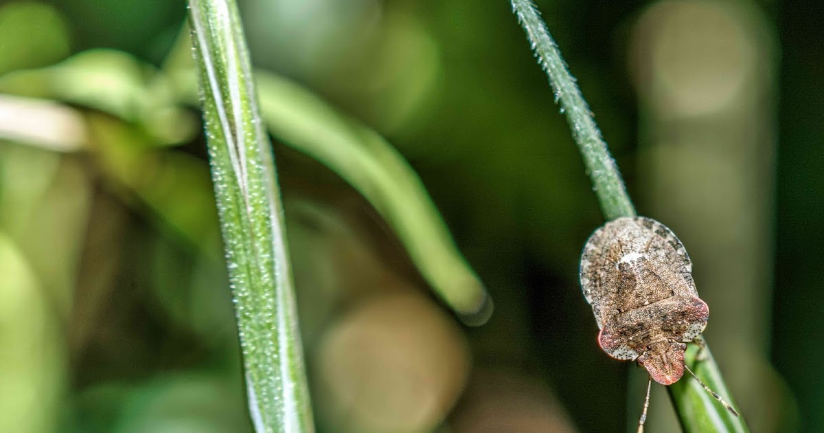 El Blog de Isa y Juan: Dyoderes umbraculatum, única en su género