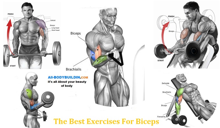 The Best Exercises For Biceps ~ multiple fitness