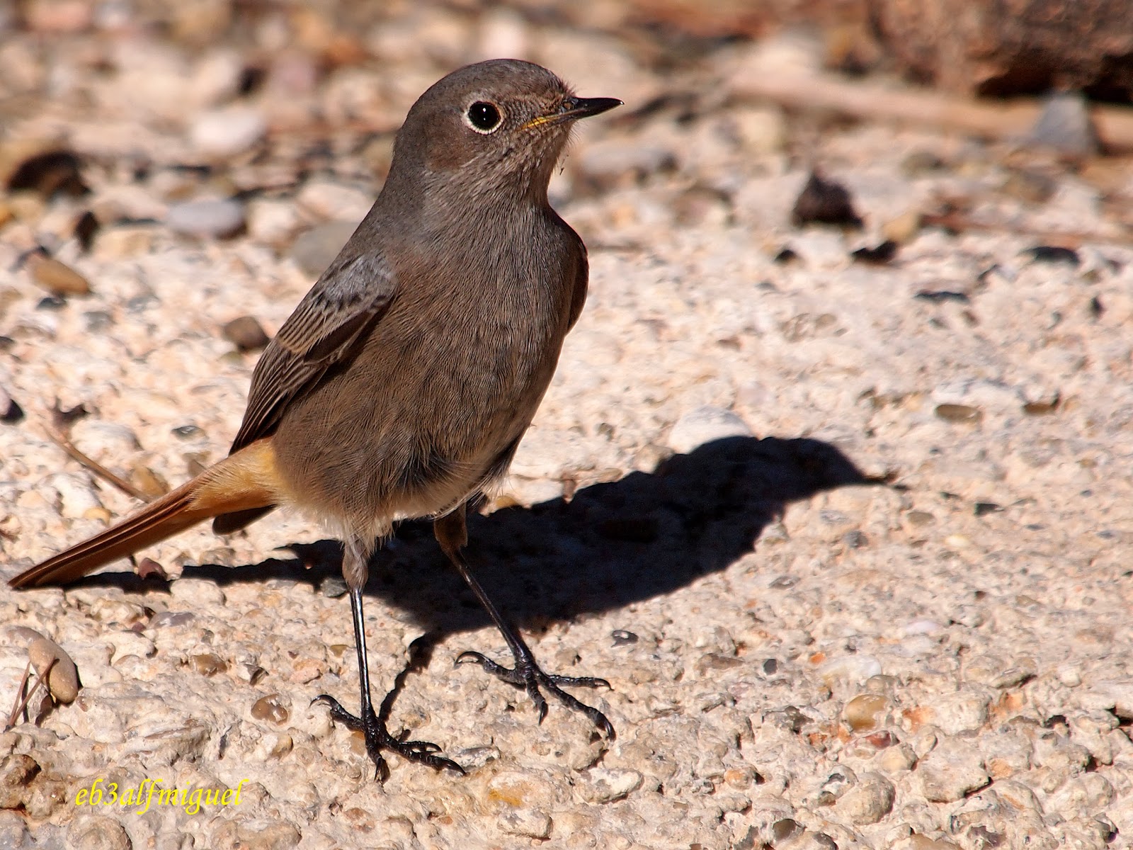 Miguel fotografia: Colirrojo tizón (Phoenicurus ochruros)