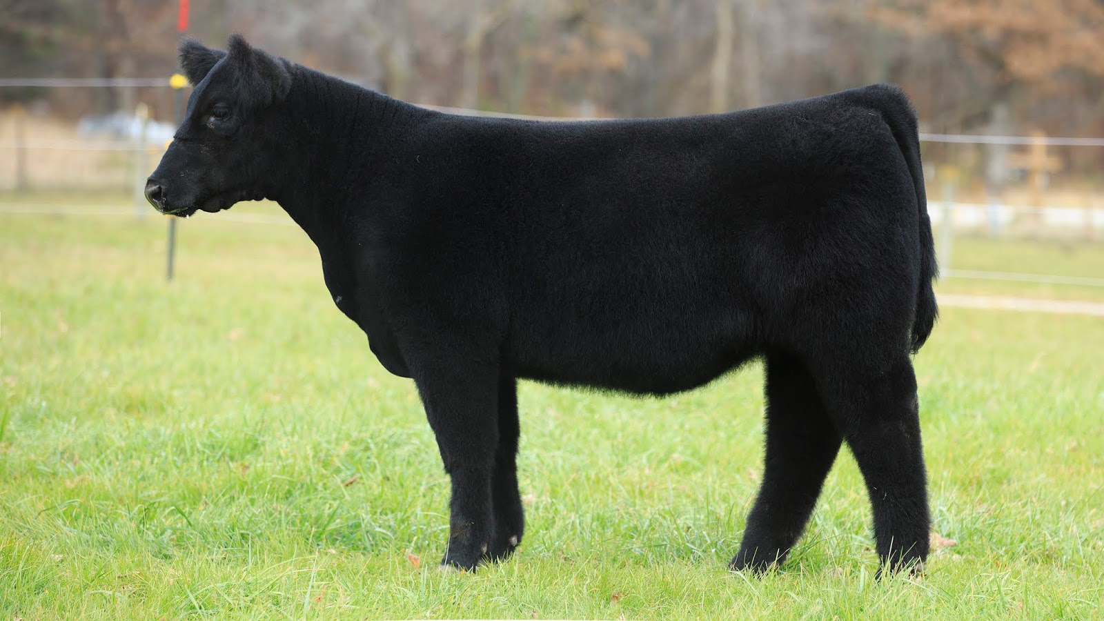 RCC Blog: Check out these heifers at Schuler Show Steers - Jason ...
