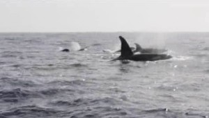 Especies Amenazadas de Canarias: Una manada de orcas surca el Mar de La ...