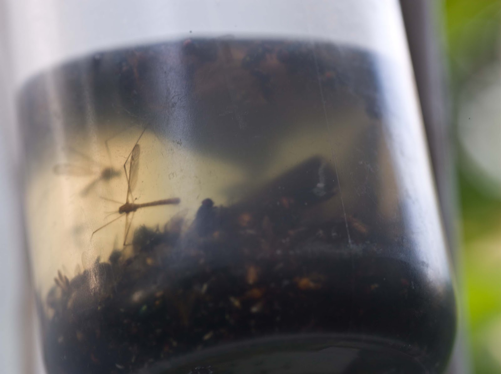 Nature Gardens @ NHM: L.A.'s Urban Nature: New Fly Species Likes to ...