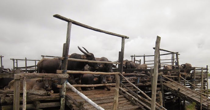 Aan Hungang™ : Kalsel: Nagara Kalang Hadangan (Kerbau Rawa) Dokumentasi