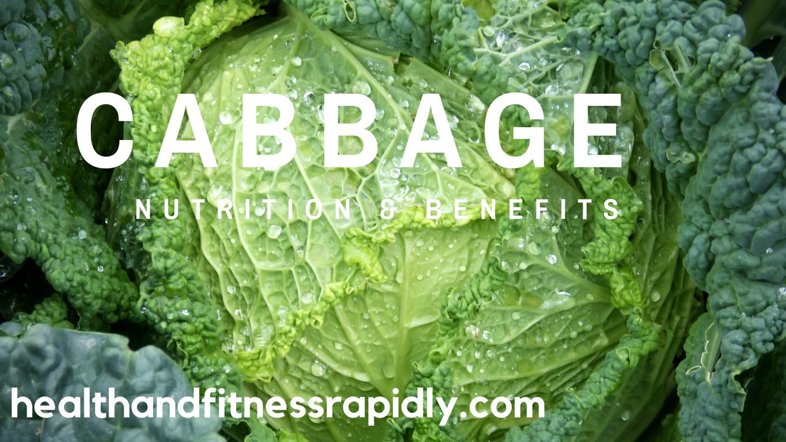 Cabbage nutrition and cabbage benefits - HAFR