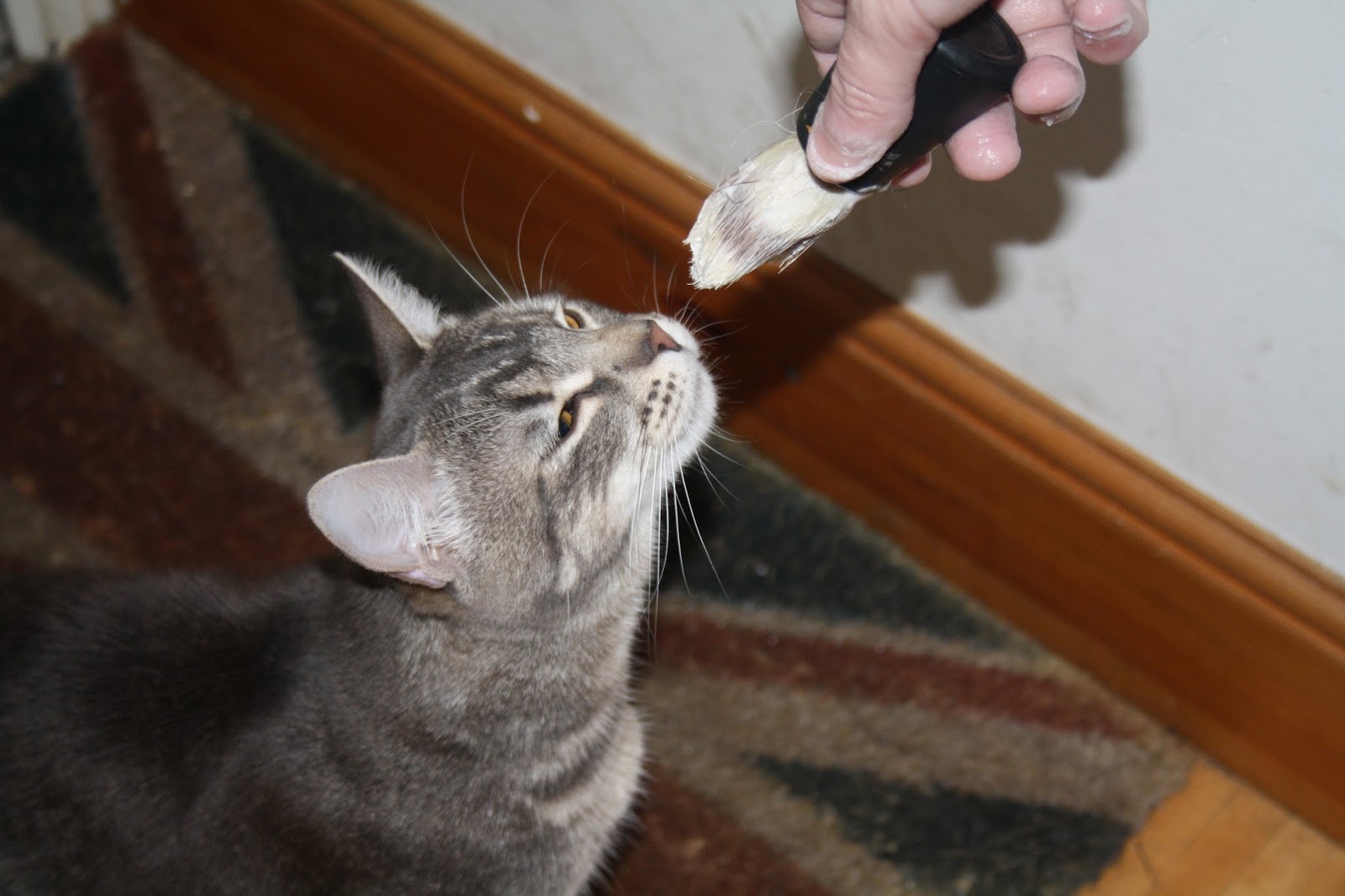 Beautykinguk: Disposable vs. Safety Razors