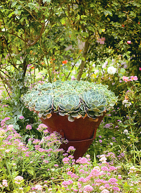 Brabourne Farm: Love .... Succulents