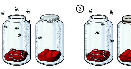 Ciencias para el mundo contemporaneo: LA TEORÍA DE LA GENERACIÓN ESPONTÁNEA
