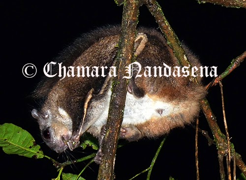 Biodiversity of Sri Lanka: First physical observation of Petinomys ...