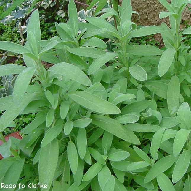 "Verdade//aspas" : 👪 Lamiaceae (Salvia officinalis)