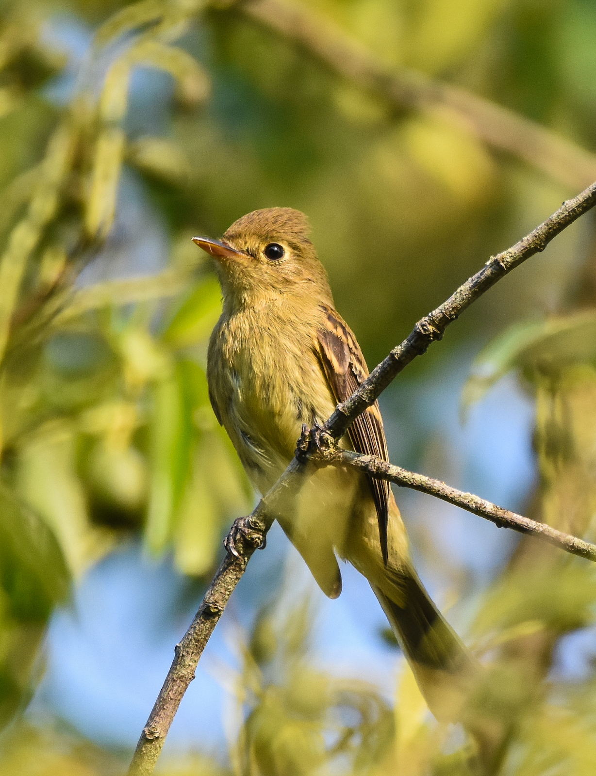 Bird Notes: Willow Flycatcher: In Praise of Bird Voice