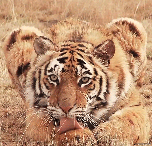 BEAUTY OF WILDLIFE: Gif Gif Photos Best Animation