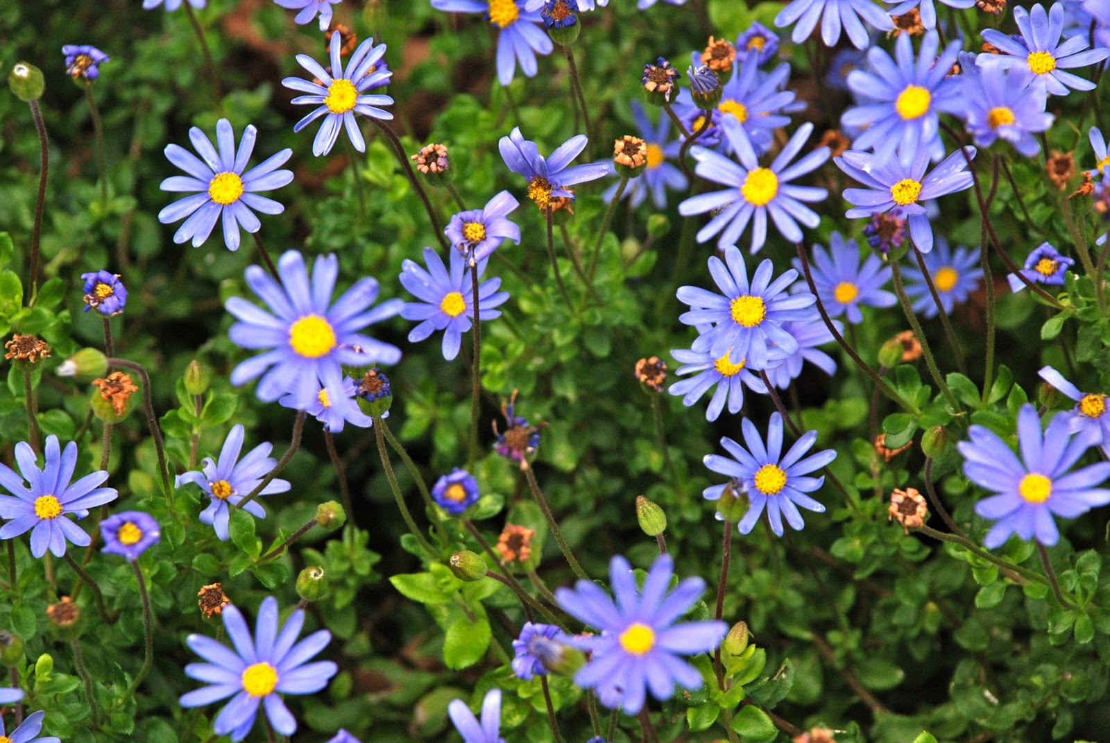 Forever A Pilgrim: South Africa