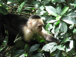 SpiderMonkeyTales: 2012