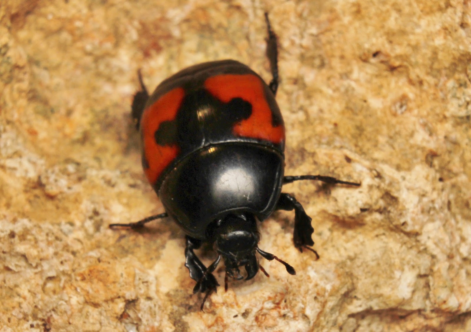 Biodiversity of Cyprus by NGO Protection of the Natural Heritage and ...