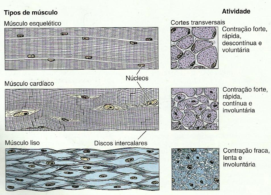 Histologia: Tecido Muscular