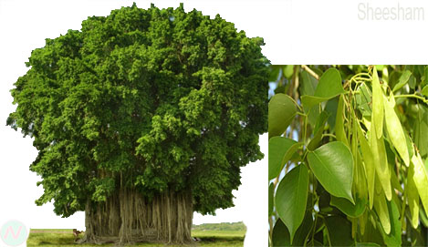 Tree & Plant Species Names & Images | Necessary Vocabulary - Necessary ...