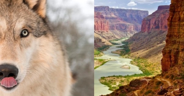 White Wolf : Gray wolf reported at Grand Canyon for first time in ...