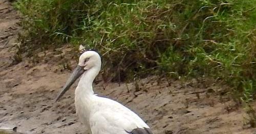 Oriental stork images | Birds of India | Bird World