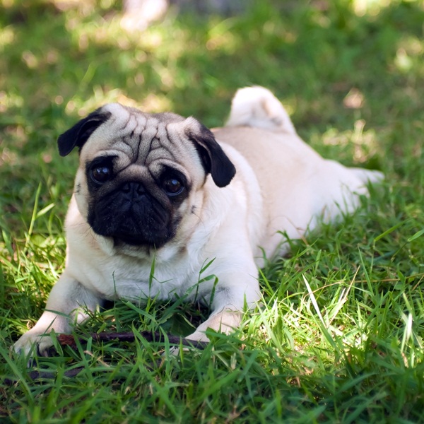 KK-DOG: 10 อันดับ สุนัขยอดฮิตของคนไทย