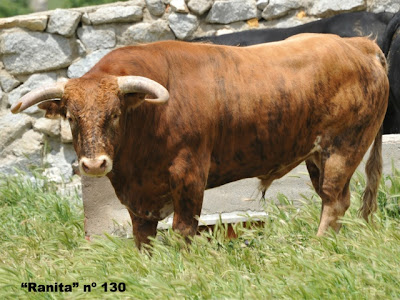 ESPAI TAURÍ: Toros de San Román para Valdemorillo
