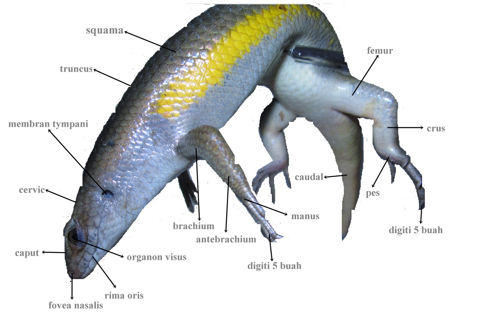 Dhyka's Blog "learning for future !": Gambar Morfologi dan Anatomi ...
