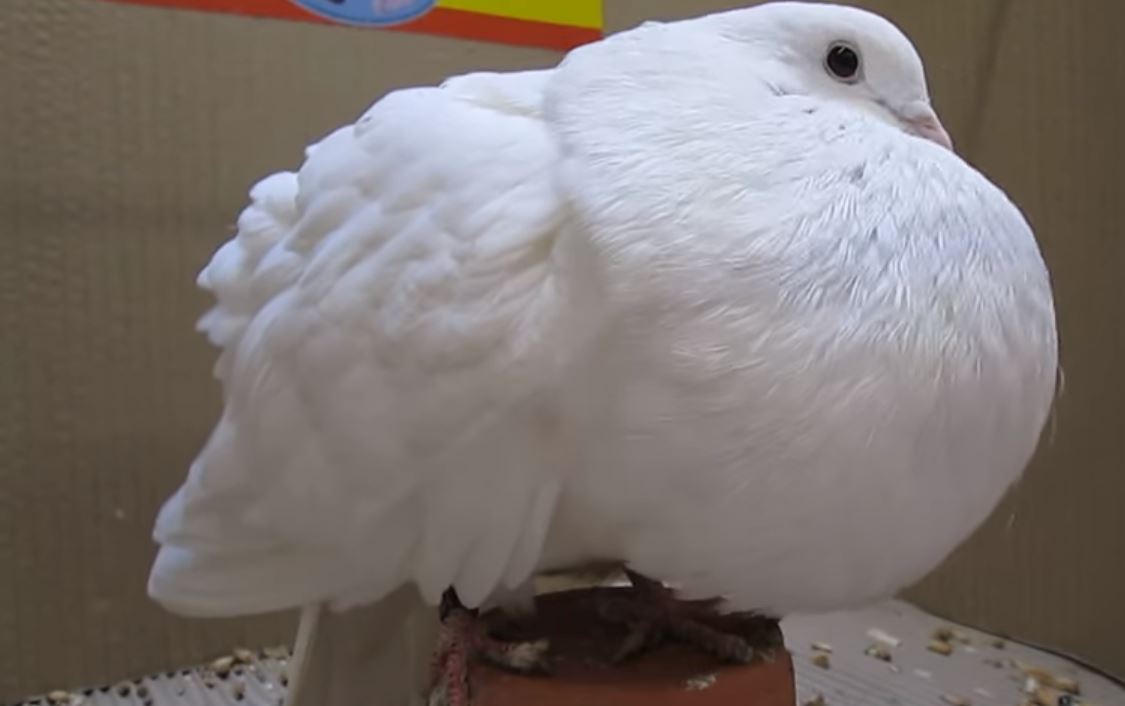 World of Pigeons and Doves: Marchenero Pouter