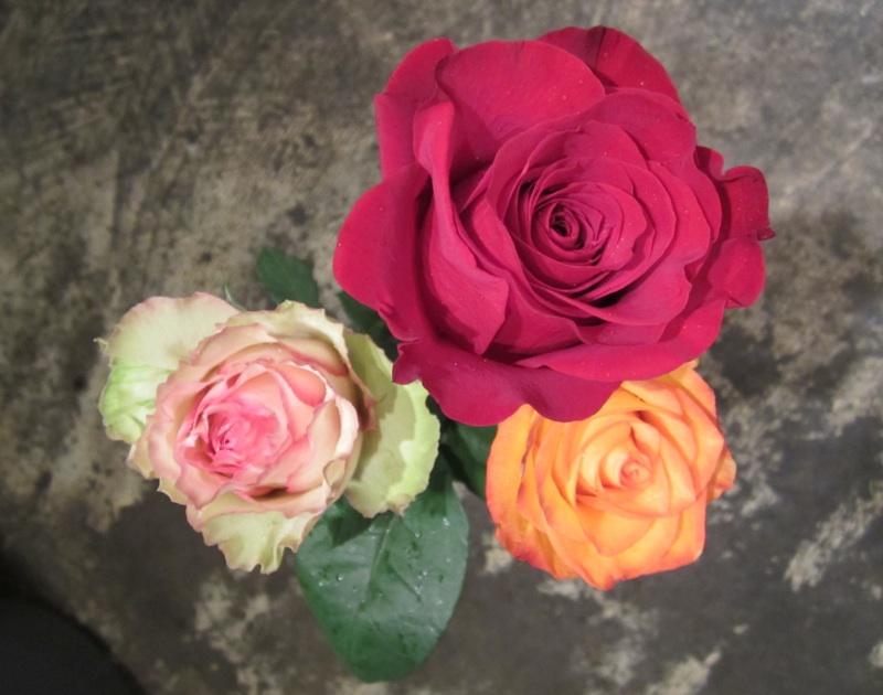 Sammy’s Flowers: Our Favorite Roses