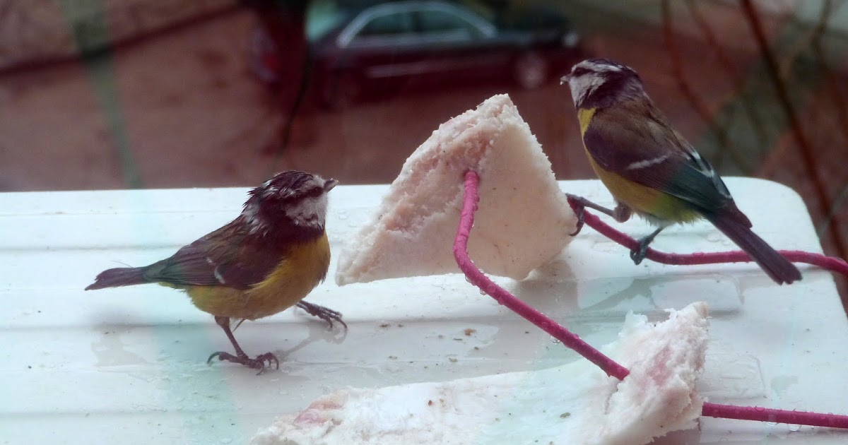 Frumusetile naturii: Pitigoiul albastru (Parus caeruleus)