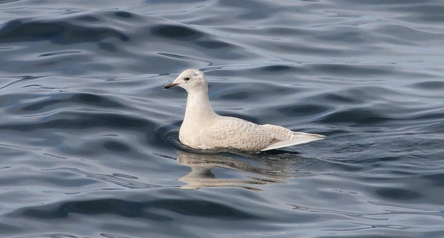 PELAGIC BIRDER: Baffin bay seabirds