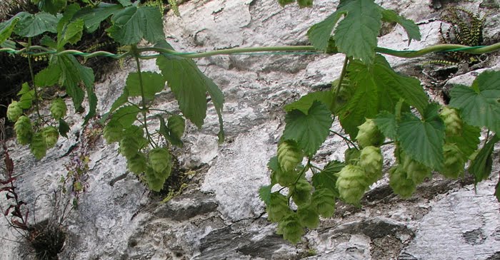 Grow Your Own Hops: Growing