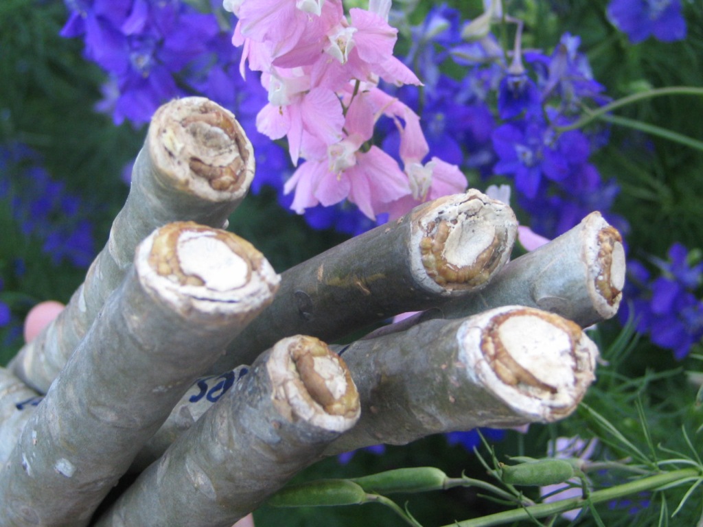 Plumeria Care and Propagation: Rooting with the Texas Two-Step