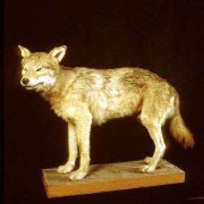 Abe's Animals: Austro-Hungarian wolf