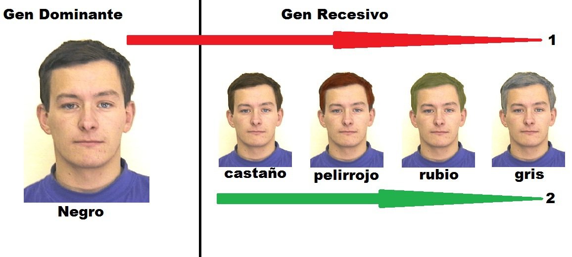 BIOLOGÍA II: CARACTERISTICAS GENETICAS