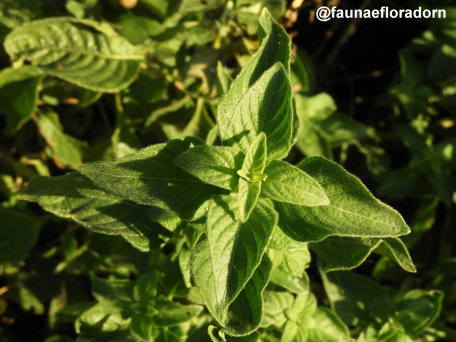 FAUNA E FLORA DO RN: Melosa-vermelha Ruellia asperula (Mart. ex Nees ...