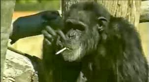 MACONHA: Animais Maconheiros