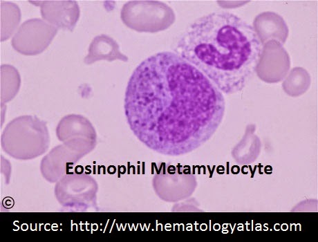 Lab Atlas: Eosinophil Metamyelocyte