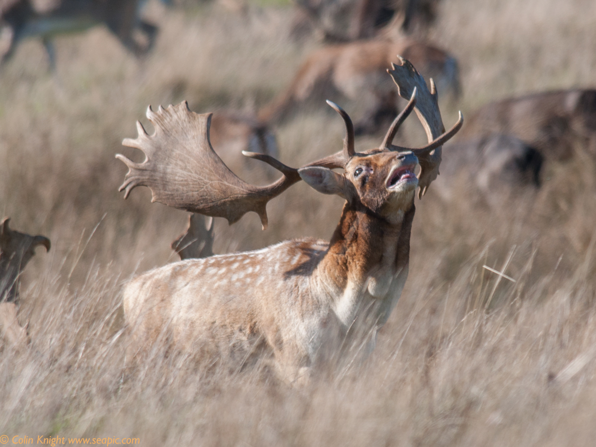 Postcards from Sussex: Fallow Deer rut