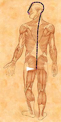 acuxo | Acupuncture Point Locations, Descriptions, and Actions: GV 1 ...