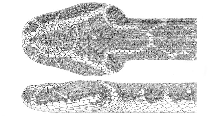 Species New to Science: [Herpetology • 2016] Bitis harenna • A New ...