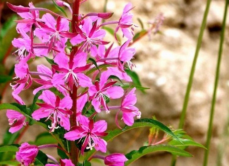 Willow Herb (Epilobium) yang Tumbuh di Amerika Utara
