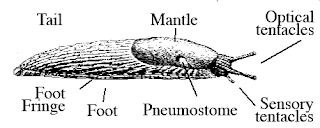 The Orchard Year: 2013