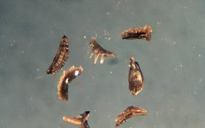 Conodonto | Naturaleza asombrosa, maravillas naturales