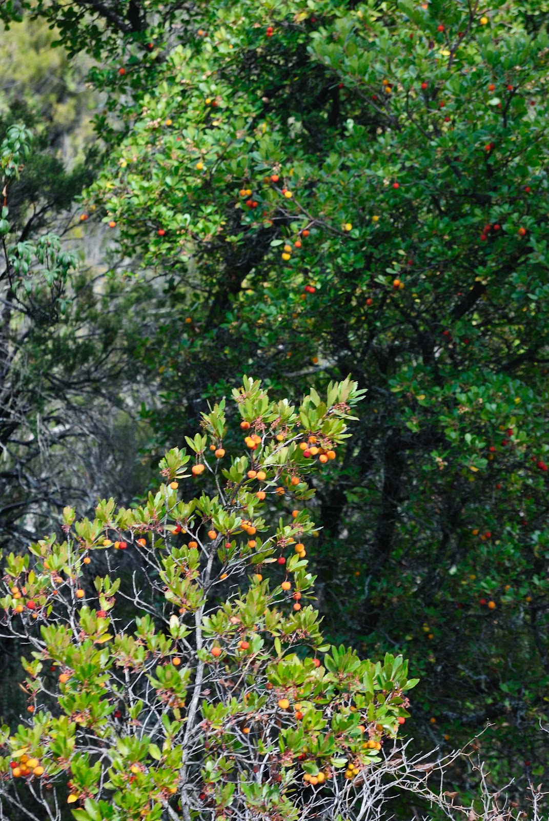Estación de Gaucín - El Colmenar: PARQUE NATURAL DE LOS ALCORNOCALES